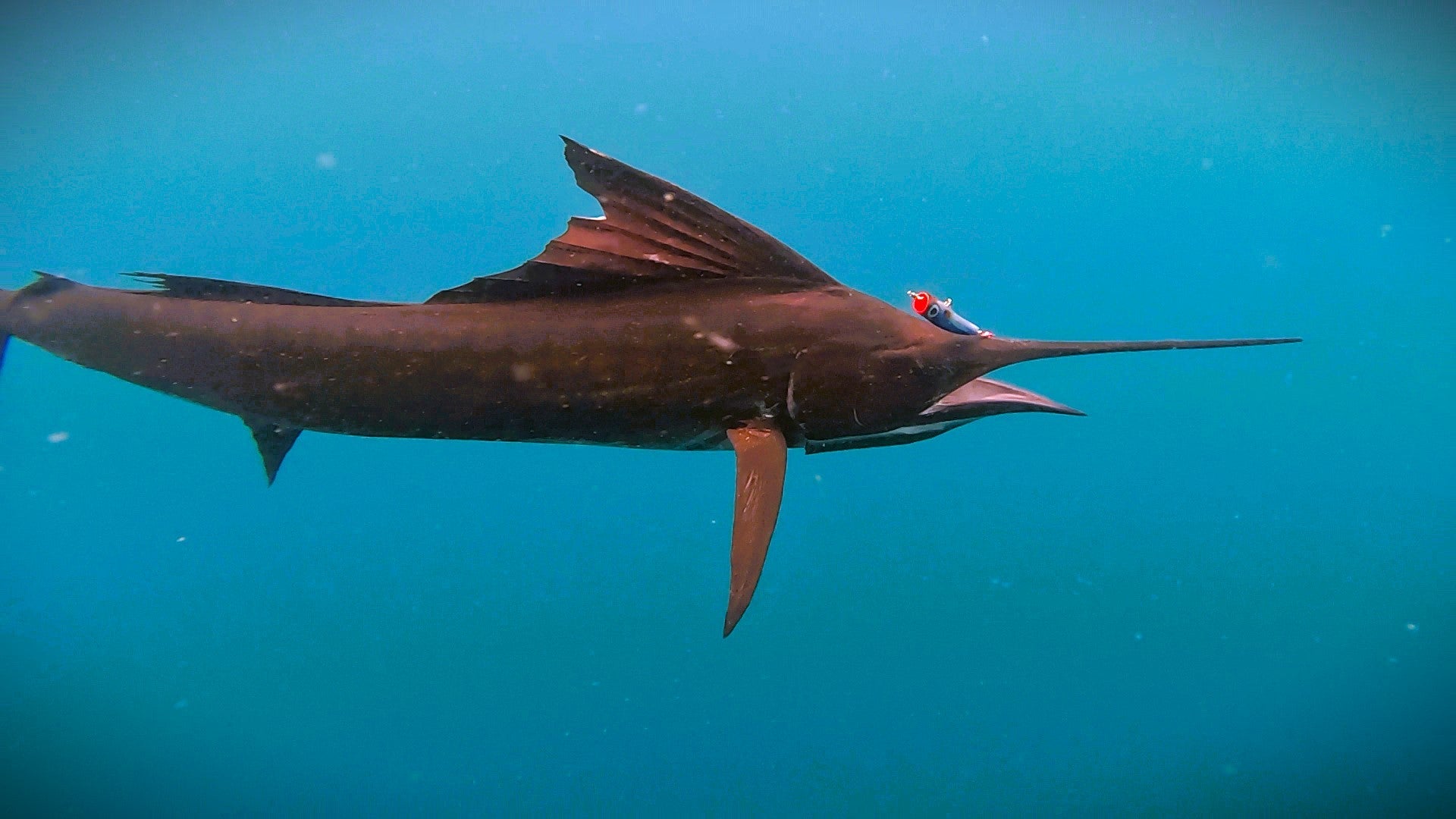 Topwater Sailfish: A Thrilling Adventure in Kuala Rompin – Taco Tackle