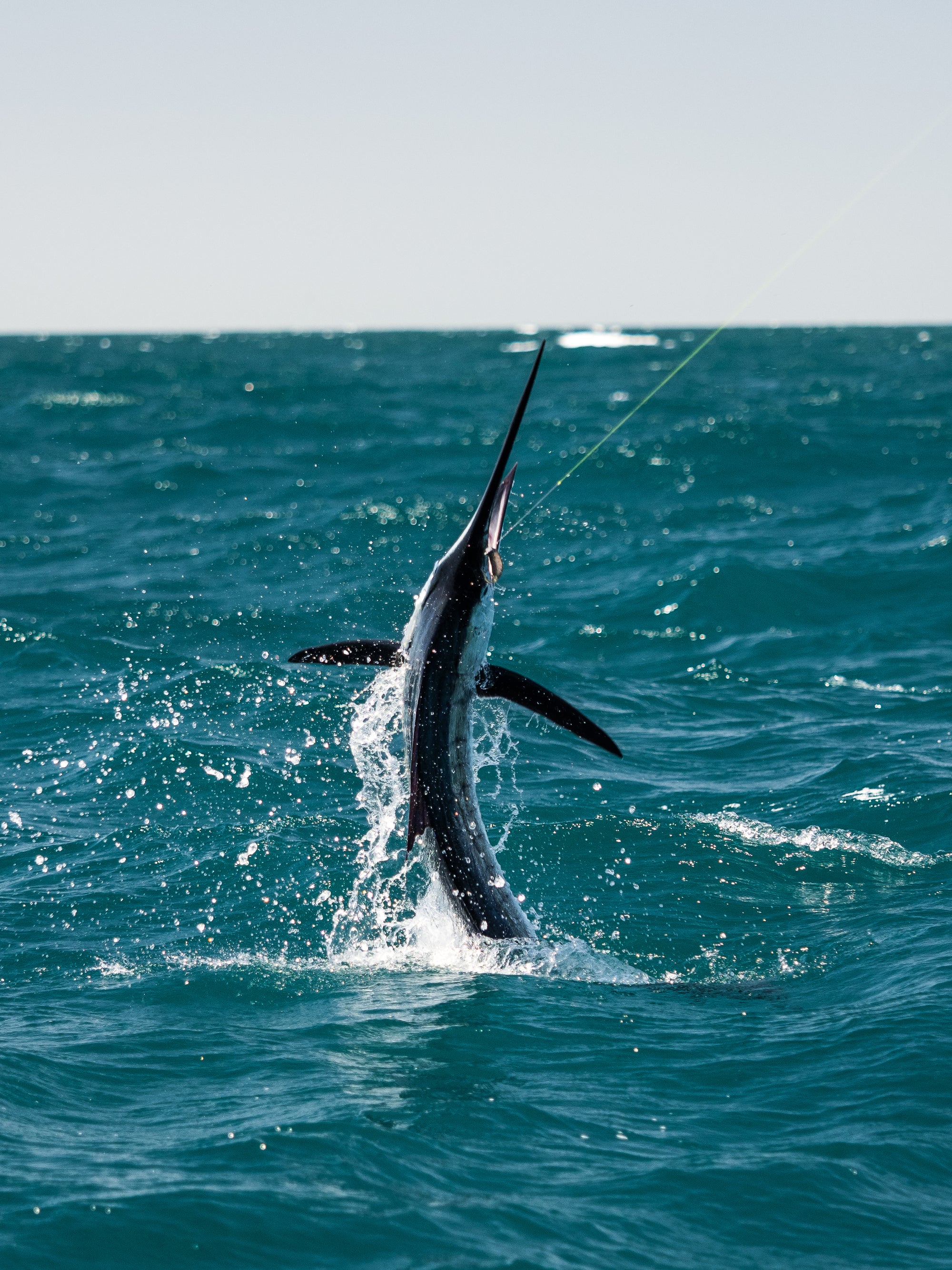 Taco Tackle | Elevate Your Fishing Game with Taco Tackle Australia!