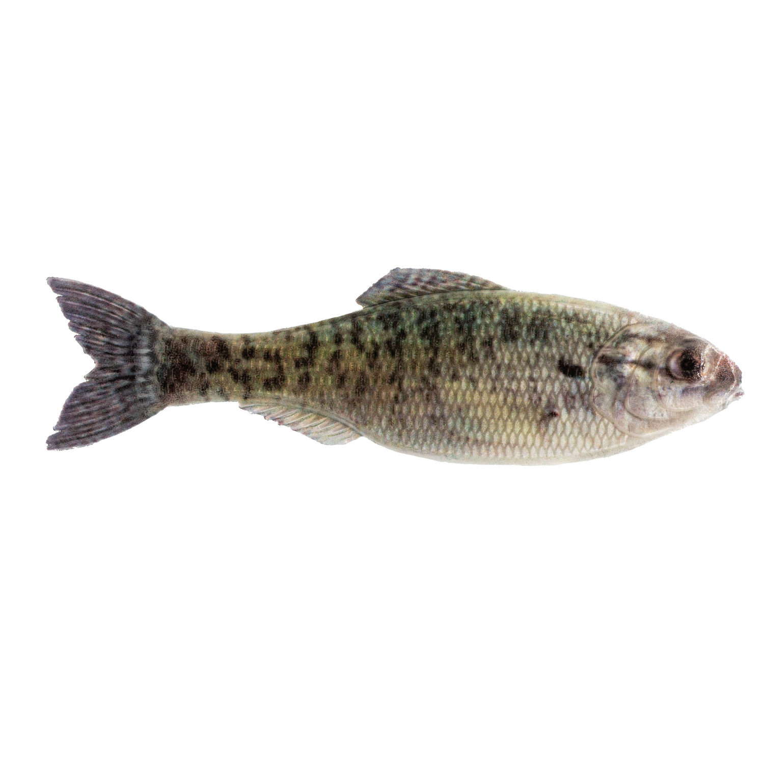 Taco Tackle | Elevate Your Fishing Game with Taco Tackle Australia!